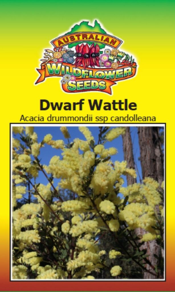 Dwarf Wattle - Australian Wildflower Seeds