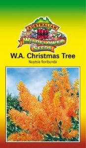 WA Christmas Tree - Australian Wildflower Seeds