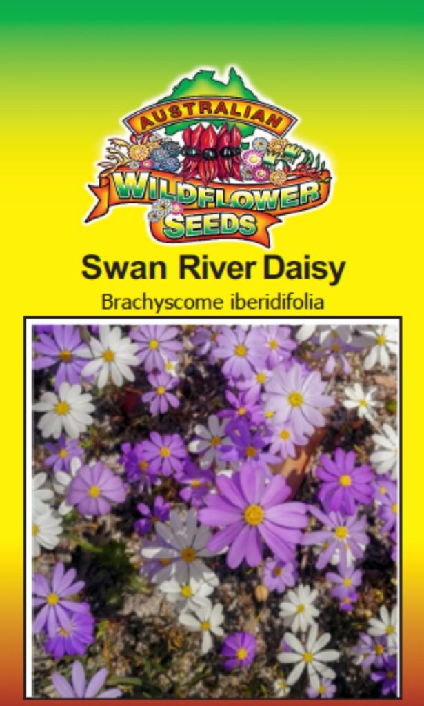 Swan River Daisy - Australian Wildflower Seeds