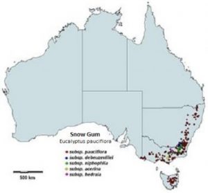 Snow Gum - Australian Wildflower Seeds